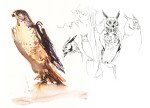 Sketching Birds On Location at Raptor Inc | Citizen Sketcher