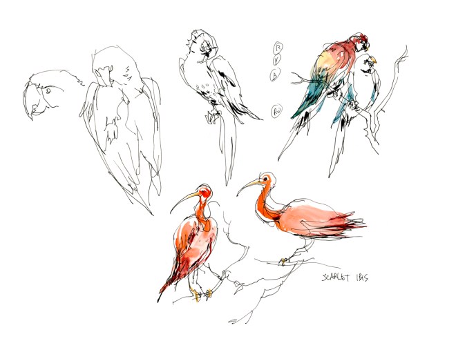 Sketching Birds from Life : Video Demonstration | Citizen Sketcher
