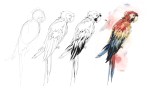 Sketching Birds from Life : Video Demonstration | Citizen Sketcher