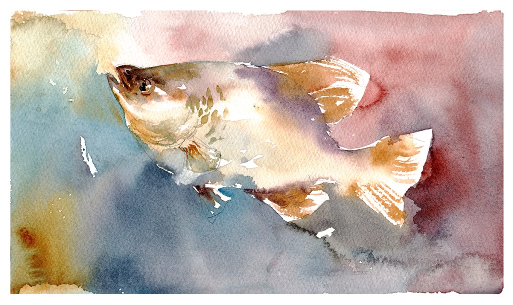 Tasty Watercolor Fish in a few easy steps! | Citizen Sketcher